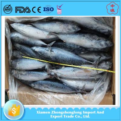 China Best Quality of Cheap Frozen Seafoood Whole Round Bonito Fish for Sale. for sale