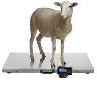Quality Carbon Steel Customizable Animal Weighing Scale 500kg Max Capacity 1100LBS 0.1kg for sale