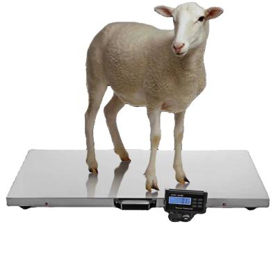China Carbon Steel Customizable Animal Weighing Scale 500kg Max Capacity 1100LBS 0.1kg Accuracy for Cattle Weight Measurement for sale