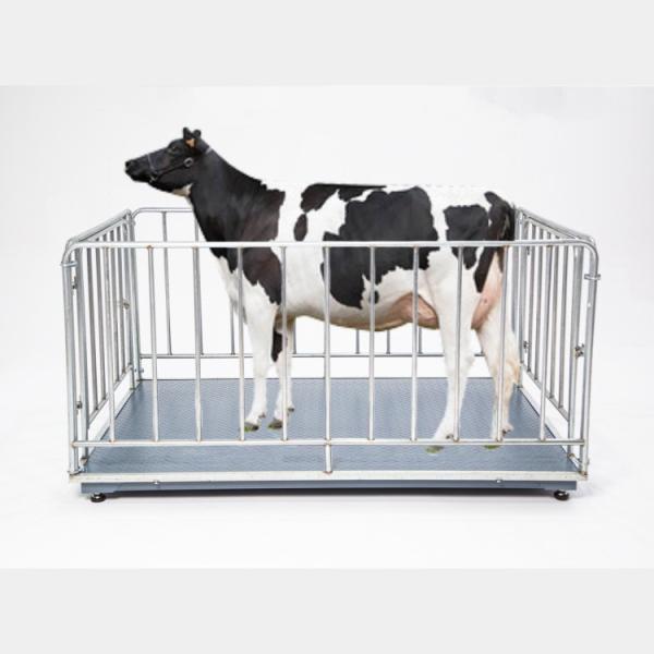 Quality Customized OBM Support Digital Livestock Scale for Sheep Cattle Poultry Farm 2000KG Weight Limit Fence and Panel Included for sale