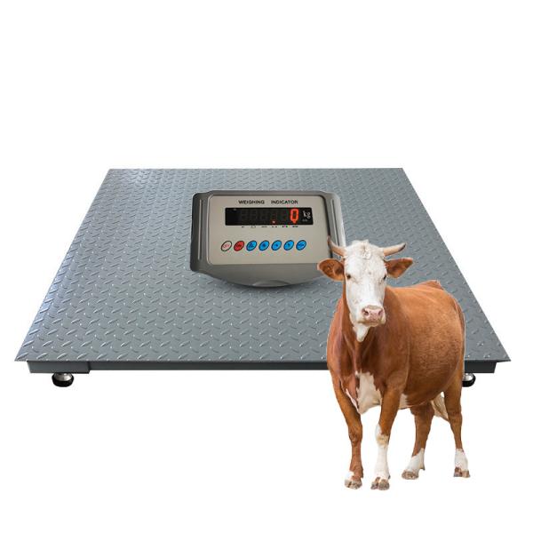 Quality High Precision 500g Floor Scale for Industrial Animal Weighing in Livestock Industry for sale
