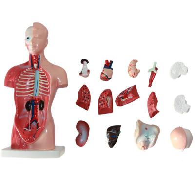 China High  Quality Medical  Anatomy Organs Human Trunk Muscles Model Manikin For Surgery Skills Training for sale