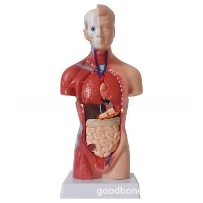 China High  Quality Medical  Human Trunk Muscles Model Anatomy Organs Manikin For Surgery Skills Training Education for sale