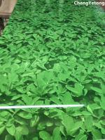 China Wall Decoration Pre Painted Aluminum Sheet SMP Coating Customized Pattern Printing for sale
