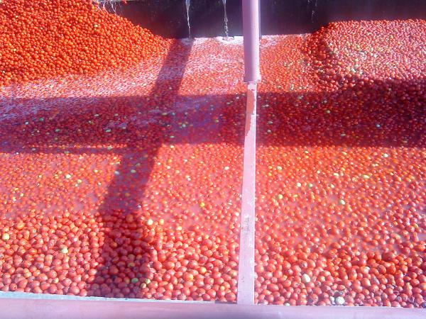 Neue Tomatenkonzentrat-Stau-Produktlinie 1t/H - 3T/H halb Selbst