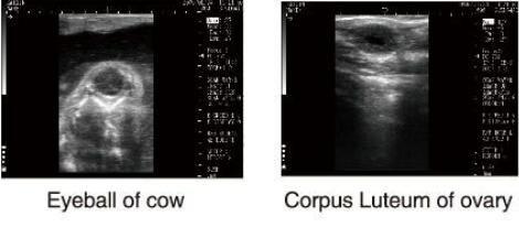 Diagnostic Ultrasound Equipment Veterinary Ultrasound Scanner With OB Software for Animals and 100 Images Storage