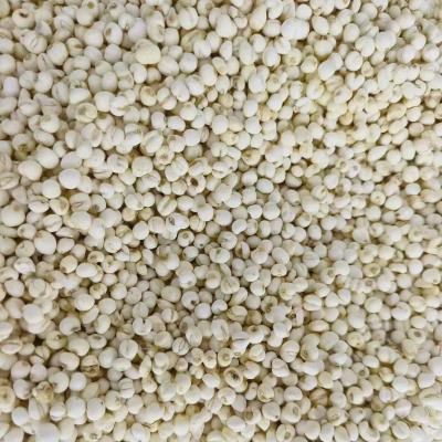 China Erbe cinesi di Fritillaria Ussuriensis Maxim biologica ISO9001 Certificato for sale