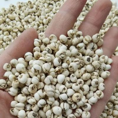 China Fritillaria Cinese Erbe Medicinali Cinesi Biologiche for sale