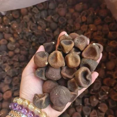 Cina Coltivazione naturale buccia di agrumi essiccata medicina cinese per la salute in vendita