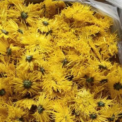 China Fiore di Crisantemo Crisantemo Essiccato Morifolium Tè Jinsihuangju for sale