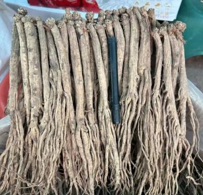 Cina Dang Shen Codonopsis Pilosula Radice Erbe medicinali cinesi in vendita