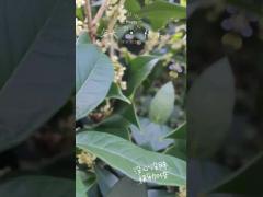 View Natural Flower Tea Dried Osmanthus Flower Organic Osmanthus Tea Gui Hua Cha Demo