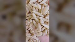 Ophiopogon Root for Dry Cough & Lung Health