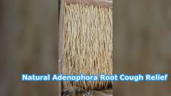 Natural Adenophora Root for Lung Health & Cough Relief