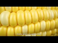 OEM Canned Creamed Sweet Corn Instant Vegetable Tin Halal Natural Food
