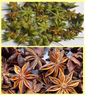 China Star Aniseeds for sale