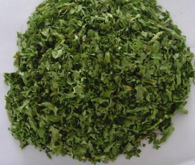 China DRIED PARSLEY LEAVES 10X10MM for sale
