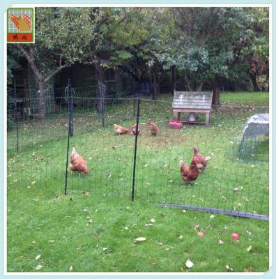 China Chicken Mesh/ Plastic Chicken Mesh/  Poultry Netting/ Mesh 2cm*2cm/ PP/ Transparent for sale