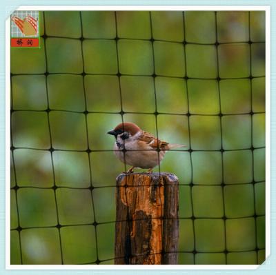 China PP+UV, CROPS & GARDEN - Plant and crops protection-bird net, Ideal for the protection of crops and fruits from birds dam for sale