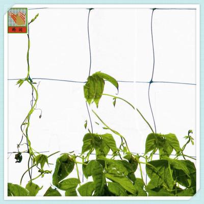 China Champion Plant Support Net,PP+UV, 15CM*15CM,Climbing Plant Support - Green for sale