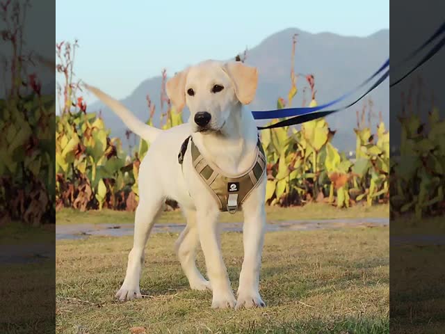 Dog leash explosion-proof big dog chest harness reflective large dog dog leash vest pet leash