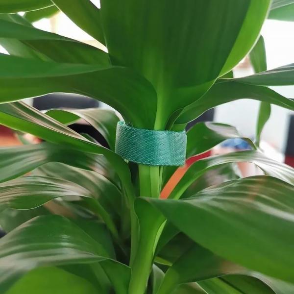 Quality Nylon Back To Back Hook And Loop Green Plant Binding Back To Back Tape Soft for sale