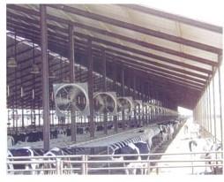 China Yongsheng Cow House Exhaust Fan(Belt Drive) 50Inch for sale
