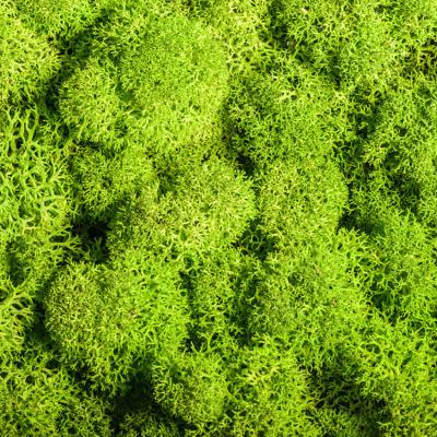 Cina Pacchetto di muschio naturale per la decorazione della casa di Pasqua colore personalizzato occasione di Pasqua in vendita