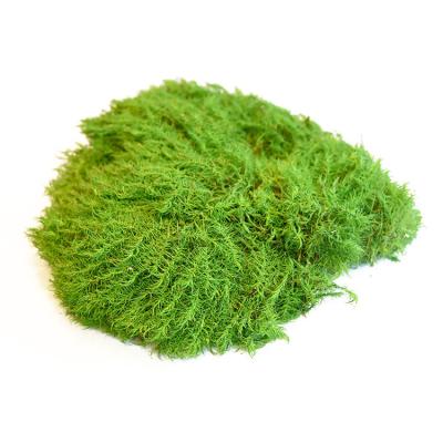 China Konservierter Pole Bun Moss Perfekt für Garten Büro Wanddekoration Handwerk Projekte Vorräte zu verkaufen