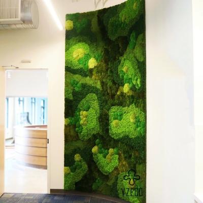 Cina OEM ODM accettato Verde conservato muschio Arte murale per la decorazione artistica 5-8 anni Tempo di vita in vendita