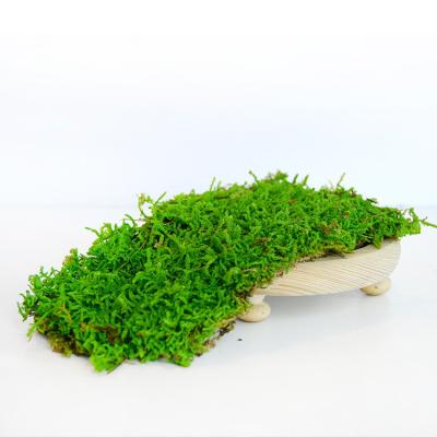 Cina Lichens conservati muschio Art Frame Sheet Muschio Flat Muschio con logo personalizzato accettato in vendita