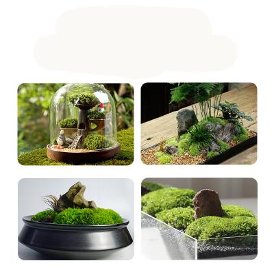 Cina Immortal Moss Ingegneria paesaggistica morbido e durevole per la parete della pianta di dimensioni personalizzate in vendita