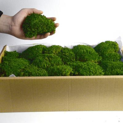 Cina Immortal Moss Ingegneria paesaggistica morbido e durevole per la parete della pianta di dimensioni personalizzate in vendita