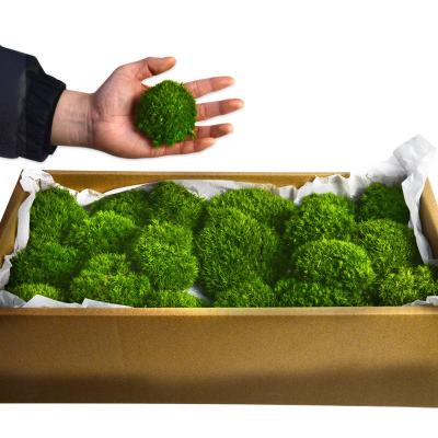 Cina Immortal Moss Ingegneria paesaggistica morbido e durevole per la parete della pianta di dimensioni personalizzate in vendita