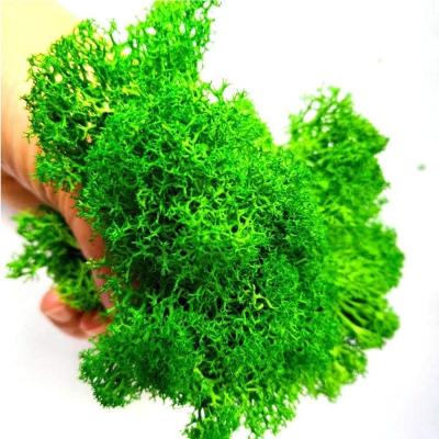 Cina Long Life 100% naturale ignifuge muschio di renna Arte per il muschio conservato Decorazione murale in vendita