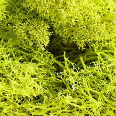 Cina Long Life 100% naturale ignifuge muschio di renna Arte per il muschio conservato Decorazione murale in vendita