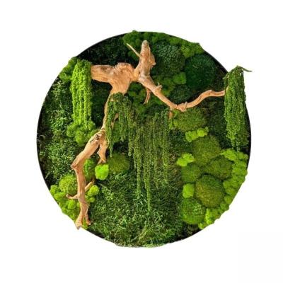 Cina 20cm-120cm Cornice di muschio circolare multicolore personalizzata per la decorazione naturale delle piante in vendita