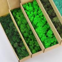 Quality Natural Preserved Moss for sale