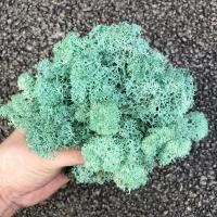 China Customized Logo Accepted Multiple Colors Stabilized Preserved Lichen Reindeer Moss for sale