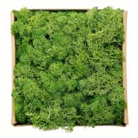 China Customized Logo Accepted Multiple Colors Stabilized Preserved Lichen Reindeer Moss for sale