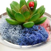 China Customized Logo Accepted Multiple Colors Stabilized Preserved Lichen Reindeer Moss for sale