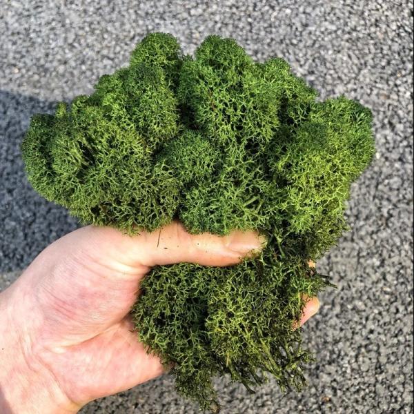 Quality Customized Logo Accepted Real Stabilized Reindeer Moss for Moss Wall Indoor for sale