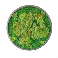 China Customized Logo Accepted Moss Panel for Indoor Greenery Wall Hanging Decor for sale