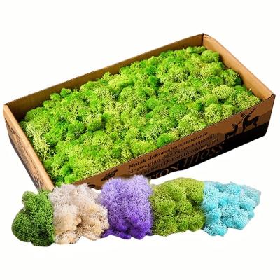 Cina 500G A Grade Stabilizzato Reale Naturale Conservato Muschio Soluzione Di Decorazione Di Pareti Versatile in vendita