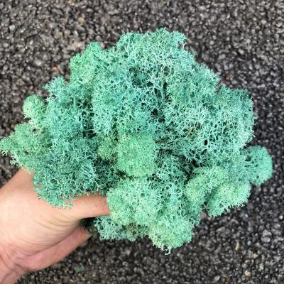 Cina 500G A Grade Stabilizzato Reale Naturale Conservato Muschio Soluzione Di Decorazione Di Pareti Versatile in vendita