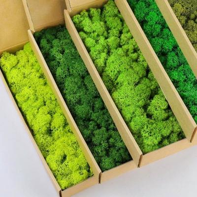 China Vantagens de uma estrutura de musgo de rena preservada para decoração de paredes de escritório à venda