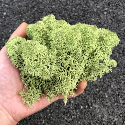 Cina 500G pannello di muschio di renna naturale per la decorazione interna in vendita