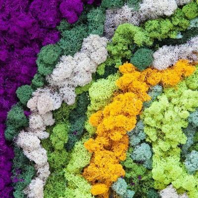 Cina 500G pannello di muschio di renna naturale per la decorazione interna in vendita