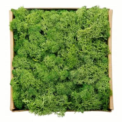 Cina 500G pannello di muschio di renna naturale per la decorazione interna in vendita
