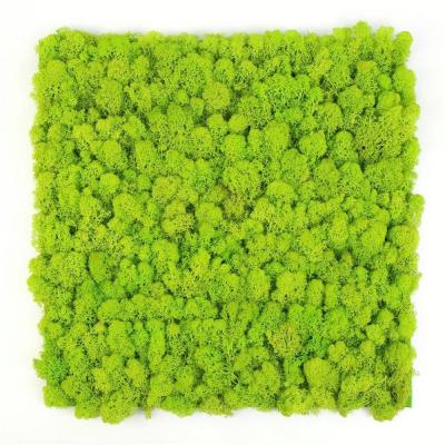 China Gestabiliseerd geconserveerd lichen rendiermoos paneel voor kantoordecoratie Op maat gemaakt 100*100cm Te koop